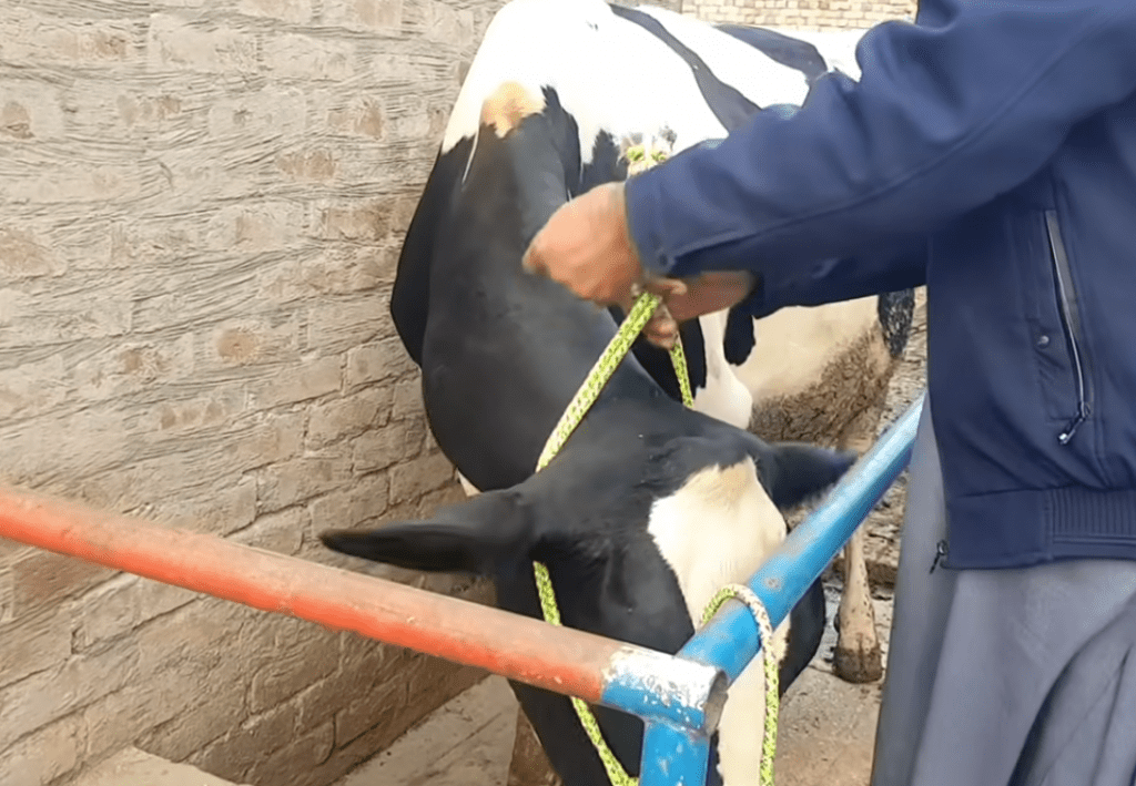 Rope Is The Best Tool For Catching Cattle - Yifarope - Your Ultimate ...